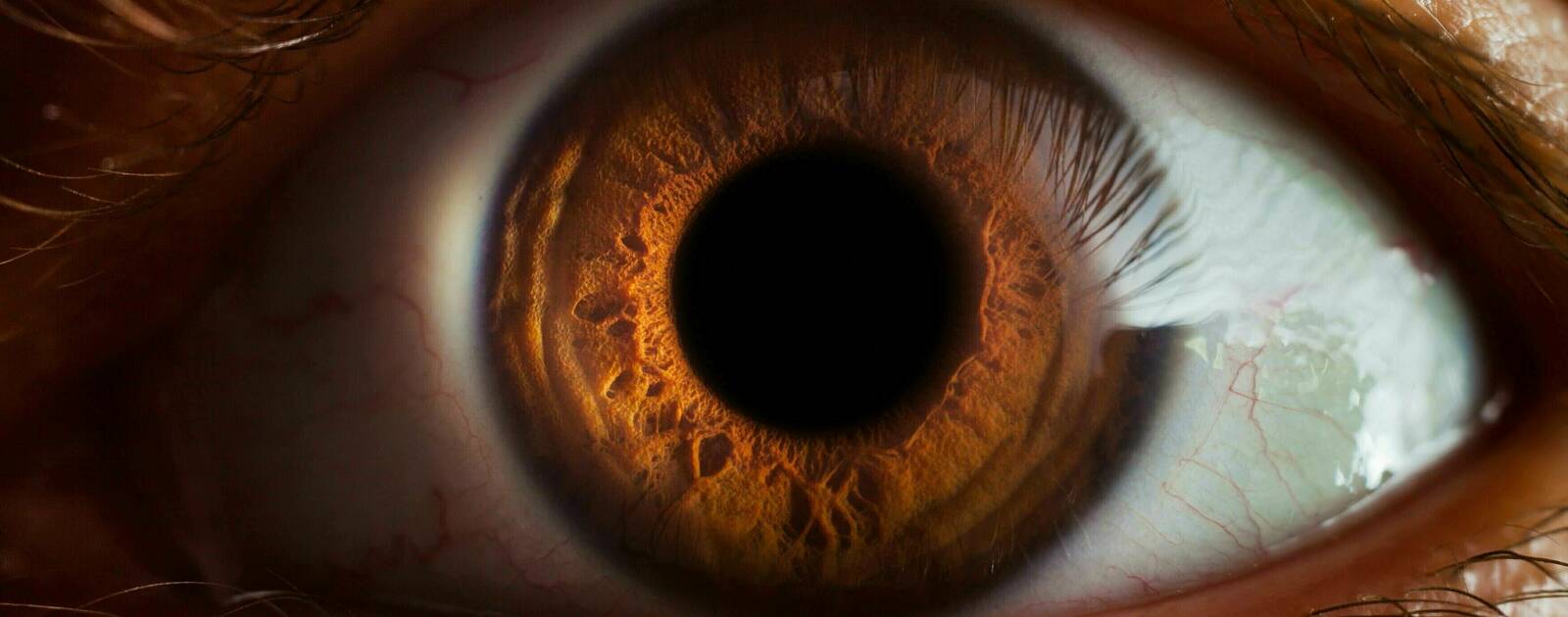 "Quiet eye": A Notre Dame psychologist identifies the links between a ...